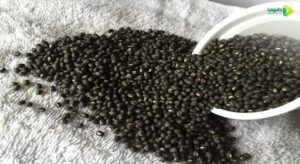 ماش چیست | پیشینه، خواص، طبع، ترکیبات، ویتامین ها و عوارض - دانوما