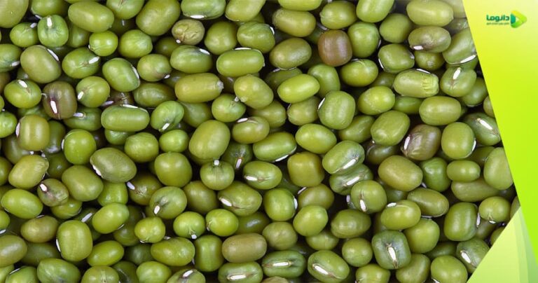 ماش چیست | پیشینه، خواص، طبع، ترکیبات، ویتامین ها و عوارض - دانوما