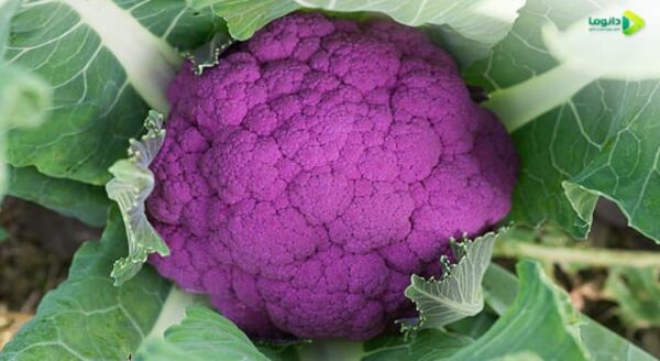 گل کلم چیست | انواع، خواص، طبع، ویتامین ها، عوارض و موارد مصرف - دانوما